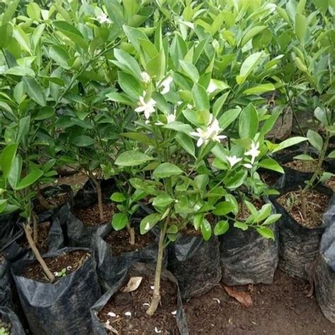 Jual Bibit Tanaman Jeruk Kip Siap Berbuah Pohon Buah Jeruk Cui Kasturi