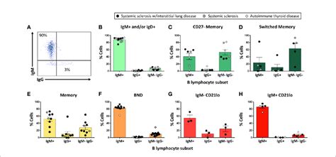 The Majority Of Igm And Or Igd B Cells Do Not Undergo Class Switch