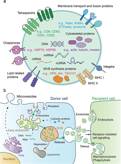 Extracellular Vesicles In Cancer Immune Microenvironment And Cancer