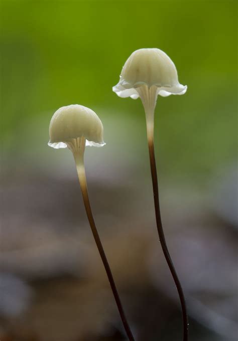 Marasmius Stuffed Mushrooms Plant Fungus Mushroom Pictures