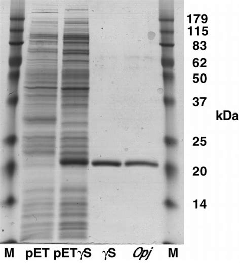Illustration Of The Consequences Of The Mutation On Side Chain Packing