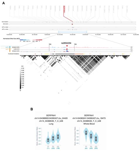 A Serpina1 Cis Quantitative Trait Loci Qtl View In Genotype Tissue