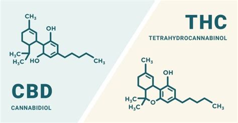 Thc Vs Cbd Ultimate Guide Cannabis Hospitality