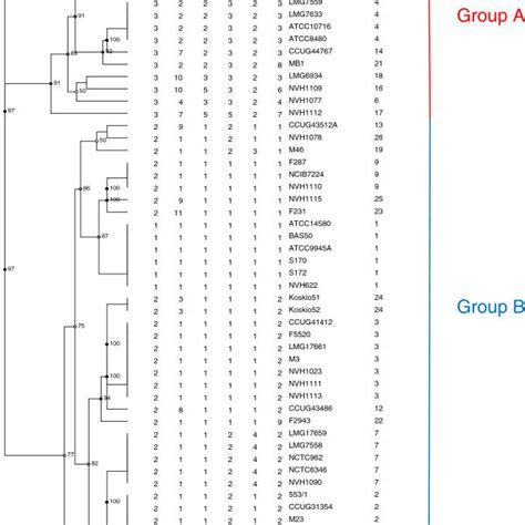 Mlst Multi Locus Sequence Typing Analysis Of B Licheniformis The