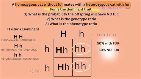 Homozygous Dominant Or Heterozygous Dominant