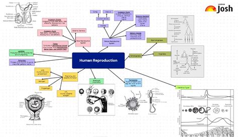 Cbse Human Reproduction Class 12 Mind Map For Chapter 2 Of Biology