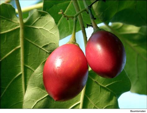 Tomate De árbol Una Planta Hortícola Diferente