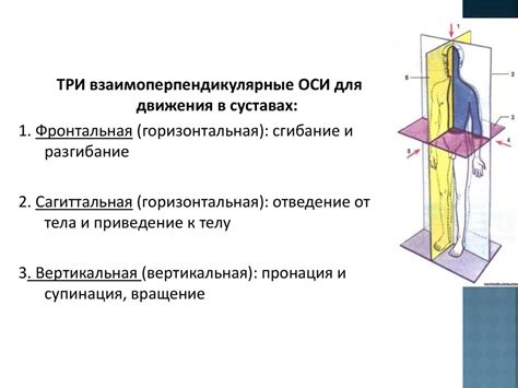 Введение в анатомию Строение скелета презентация онлайн