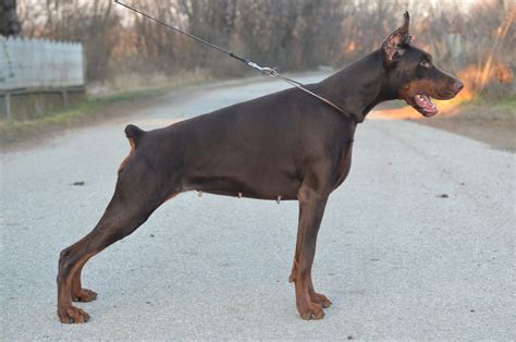 Royal Forest Fogot Females Royal Rock Dobermans