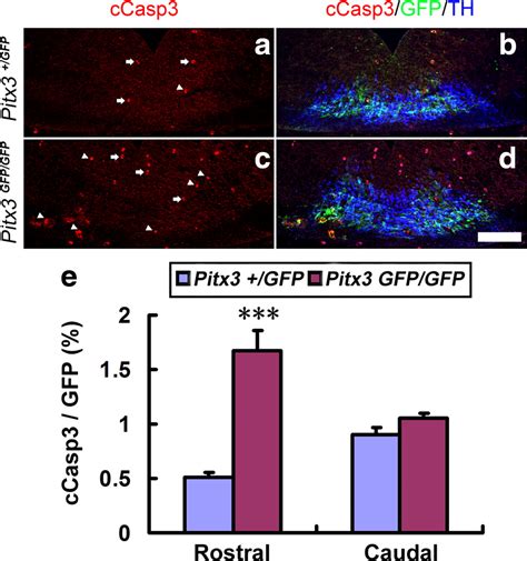 pitx3 is a critical mediator of gdnf induced bdnf expression in