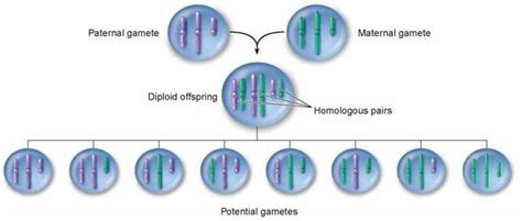 Figure 9 10 Independent Assortment Increases Genetic Variability