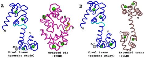 Comparison Of Cis And Trans Conformations Of Calmodulin A