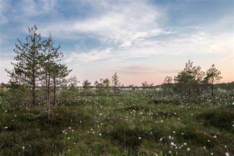 Free Images Landscape Tree Nature Forest Grass Horizon