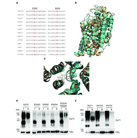 Glyt1 And Glyt2 Alignment And Mutant Expression A Alignment Of The
