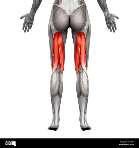 Hamstrings Muscles Anatomy Muscle Isolated On White 3d Illustration