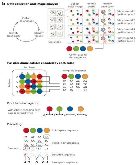 the next generation sequencing platform of abi company biogene blog
