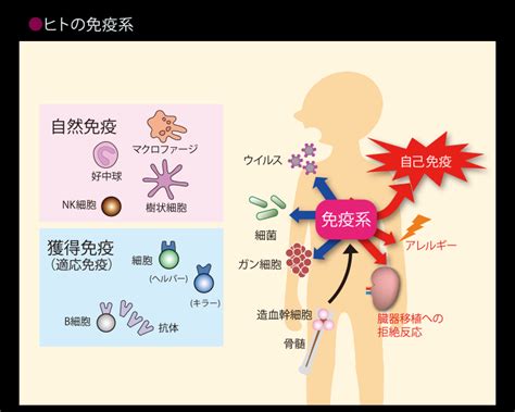 健康と医学の博物館 アーカイブ