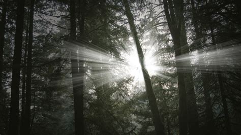 photoshop brushes light rays zevendesign