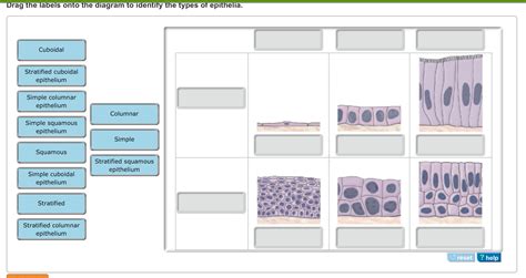 Drag The Labels Onto The Diagram To Identify The Types Of Connective