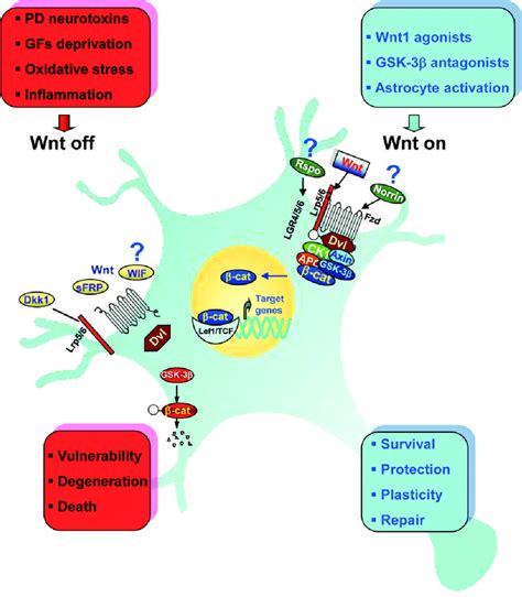 Schematic Illustration Of Wnt1 B Catenin Signaling As A Key Player In