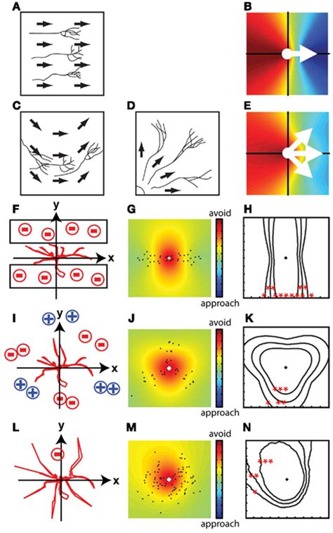 Frontiers Mapping Dynamic Branch Displacements A Versatile Method To