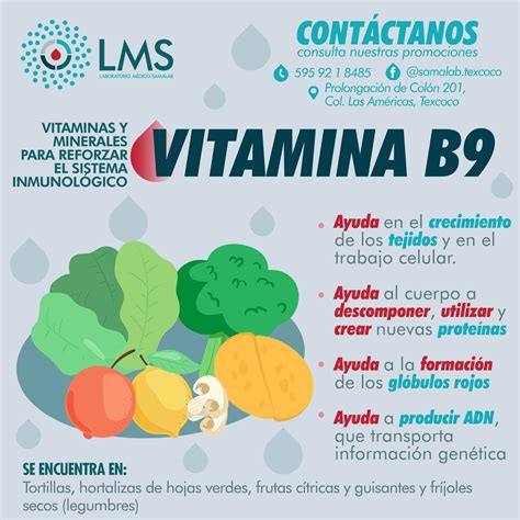 Vitaminas Y Minerales Para Reforzar El Sistema Inmunológico Vitamina B9