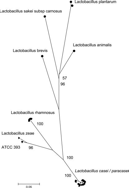 Multilocus Sequence Typing Of Lactobacillus Casei Reveals A Clonal