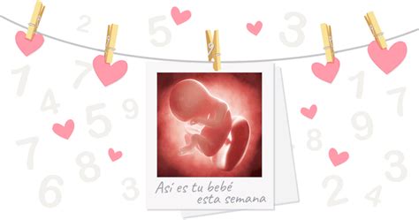 Agenda De Embarazo Consejos Para La Semana 18 Mi Bebé Y Yo
