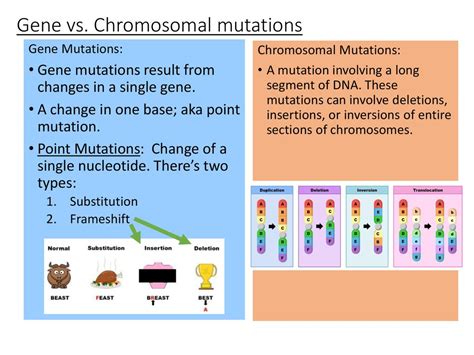 Genetic Mutation Types