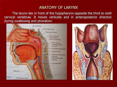Pharynx And Larynx Anatomy