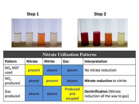 Nitrate Respiration Nitrate Reduction Test Ppt Download