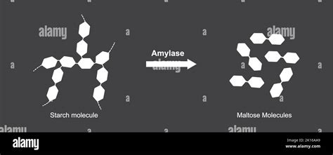 Scientific Designing Of Starch Digestion Amylase Enzyme Effect On