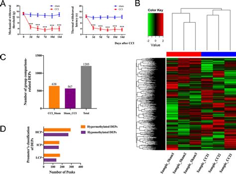Differential Methylation Of Promoter Regions In The Lumbar Spinal Cord