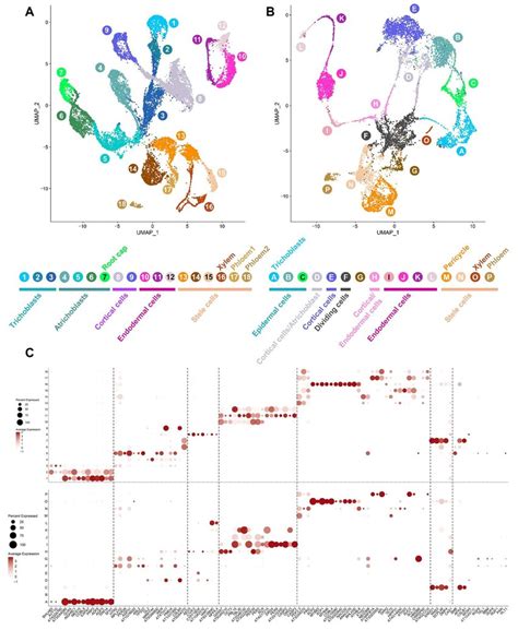 Functional Annotation Of The Arabidopsis Root Cell Types Upon