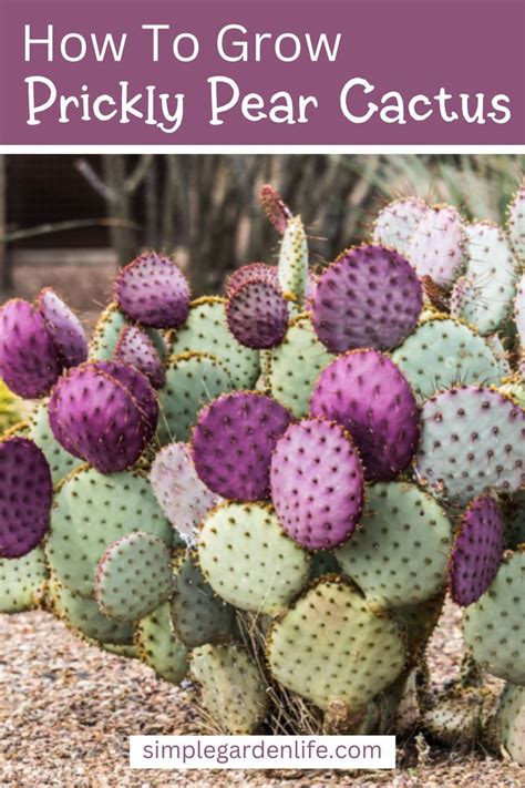How To Grow Prickly Pear Cactus Indoors Or Outdoors Artofit