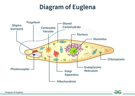 Euglena Cell Labeled