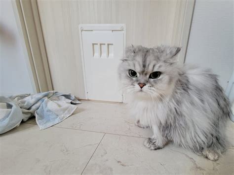 モフ猫おもちが閉じ込められて赤ちゃんが号泣 │ モフ猫おもち、ときどき赤ちゃん