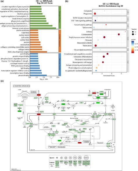 Go And Kegg Enrichment Analysis Results A Go Enrichment Analysis Of