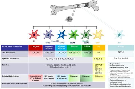 Dc Subsets And Functions During Hiv Infection Table Adapted From