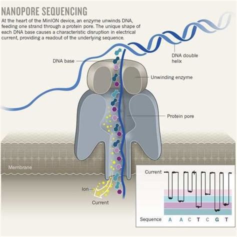Principle Of Illumina Sequencing Sequencing By Synthesis A Flow