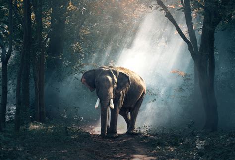 Free Images Thailand Wild Asian Closeup India Tree Mammal