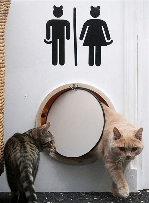 30 Modern Diy Cat Playground Ideas In Your Interior Homemydesign