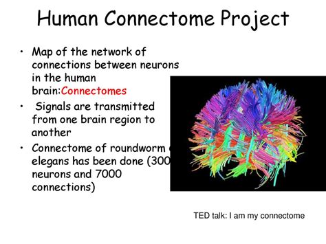 Neurons How Are Signals Transmitted Action Potentials Ppt Download