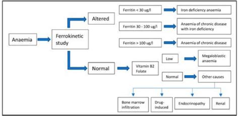 Algorithm For The Diagnosis Of Anaemia In Cancer Patients Download