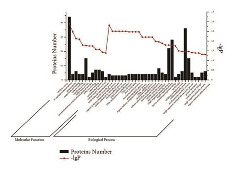 Functional Categories Of Differentially Expressed Proteins A Go Term