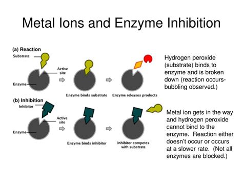 Ppt Enzyme Structure And Function Powerpoint Presentation Free