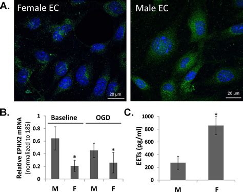 Soluble Epoxide Hydrolase Sex Differences And Role In Endothelial Cell