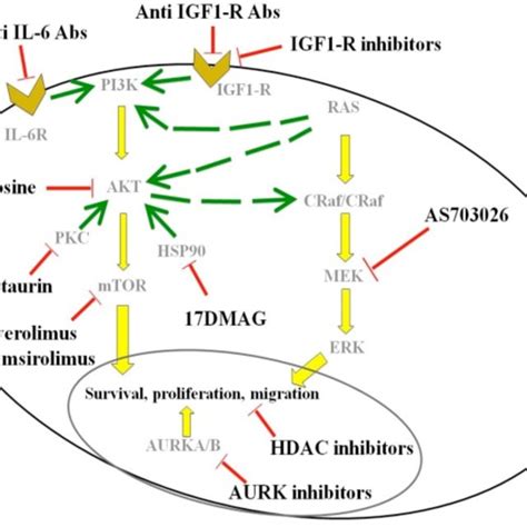 Schematic Representation Of Pi3k Akt Mtor Pathway Along With The Main