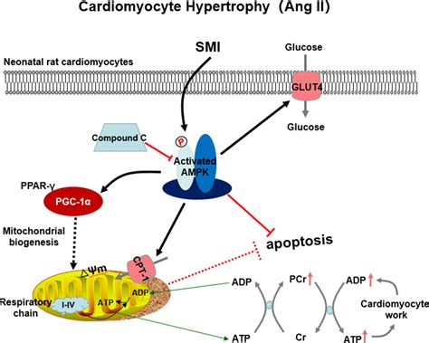 Frontiers Shengmai Injection Suppresses Angiotensin Ii Induced