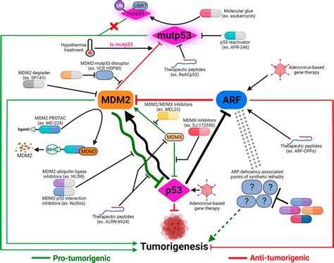 Frontiers Its Getting Complicated—a Fresh Look At P53 Mdm2 Arf